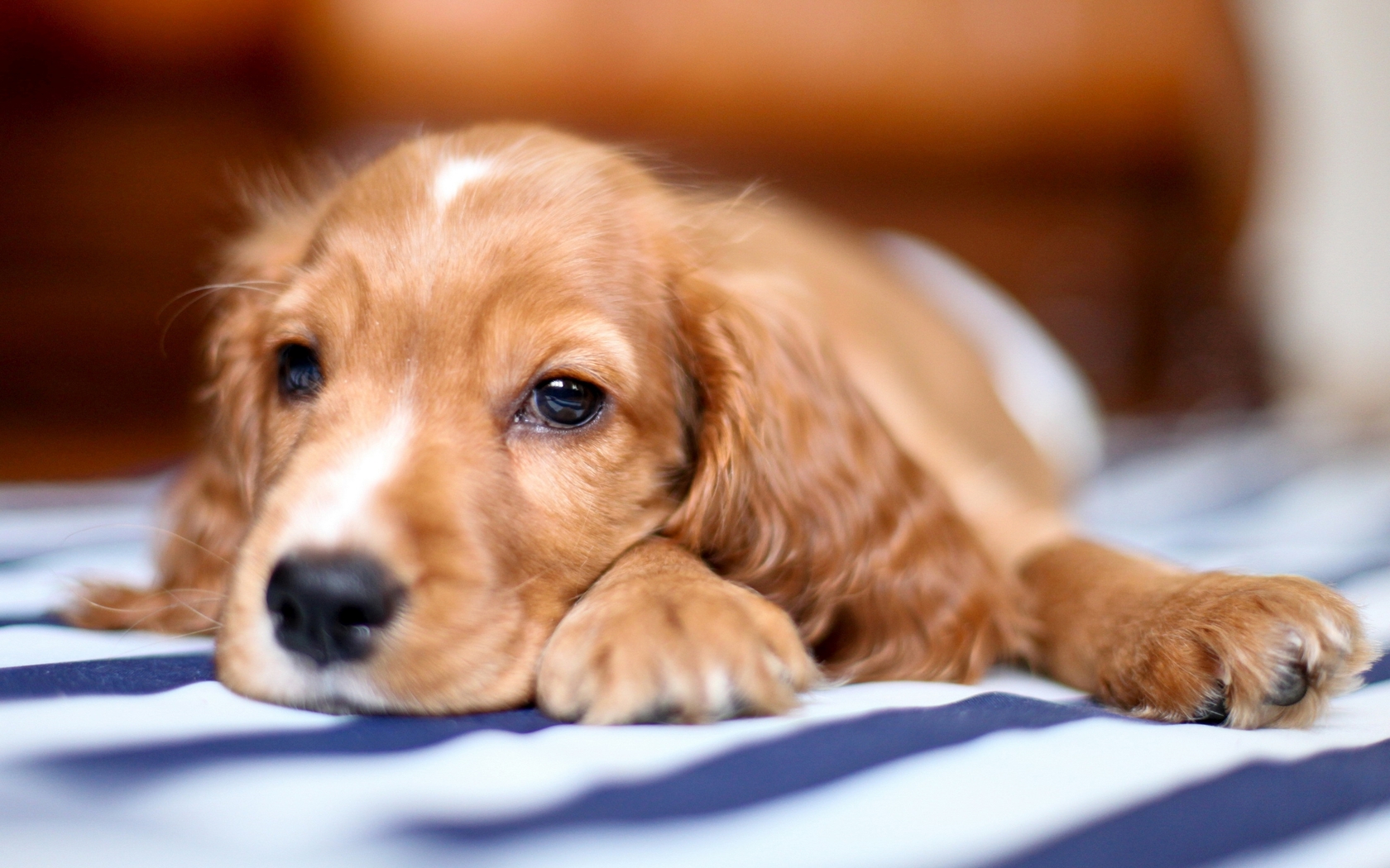 Gastroenteritis In Dogs Allambie Vet