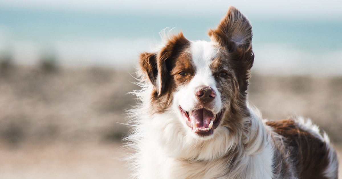 What is Faecal Testing? | Intestinal Parasites In Dogs & Cats